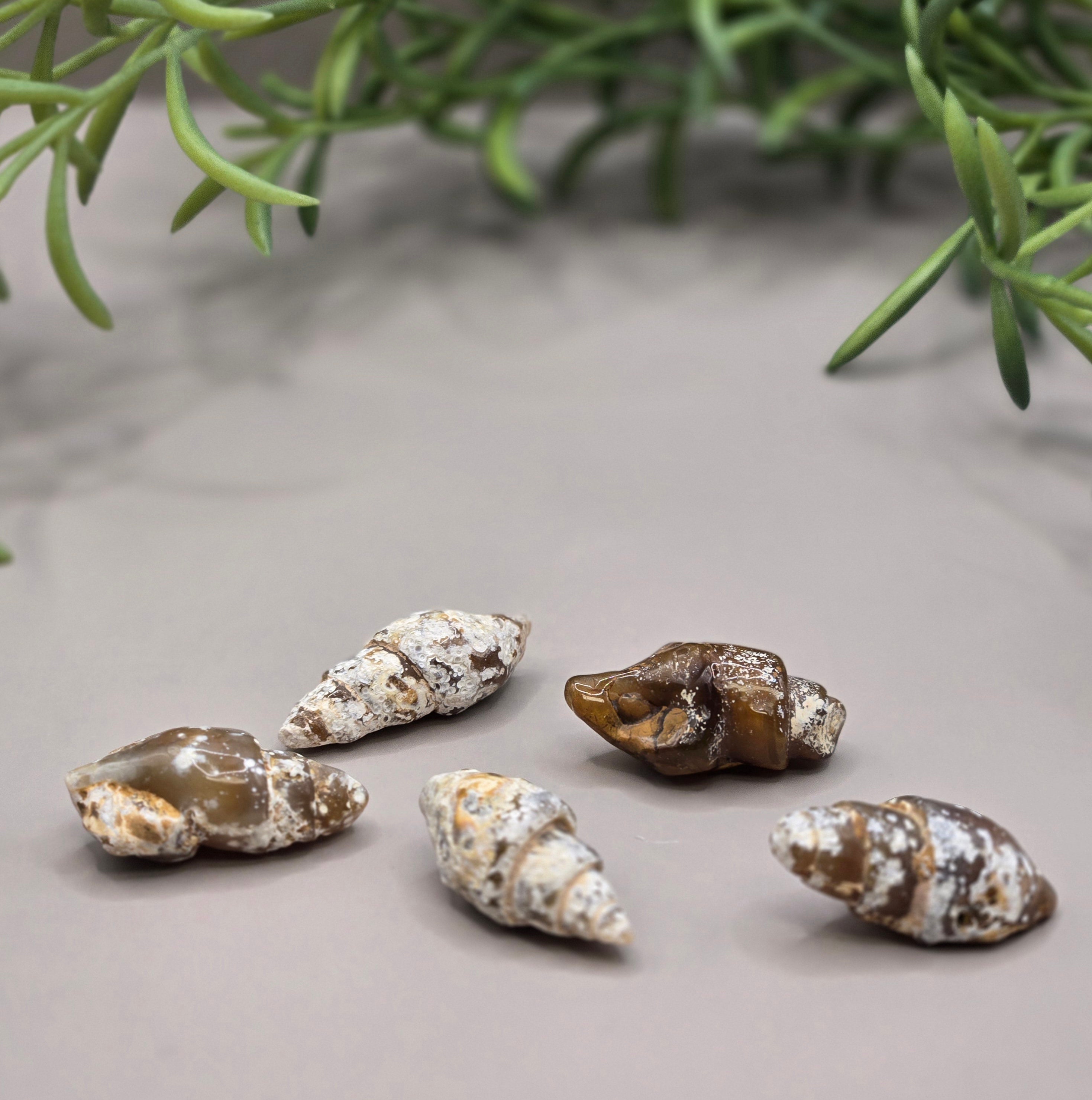 Agate Replaced Shell (from Morocco) – AZ Stone Co.